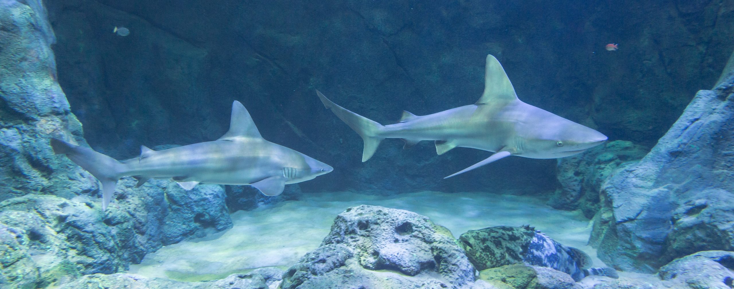 Become a Member of the St. Louis Aquarium Foundation